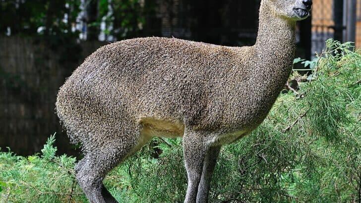 10 Highest Jumping Animals - NewsBreak