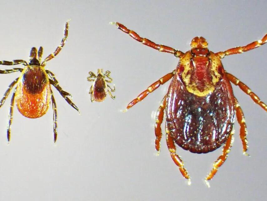 Keeping ticks out of your yard requires a precise attack plan