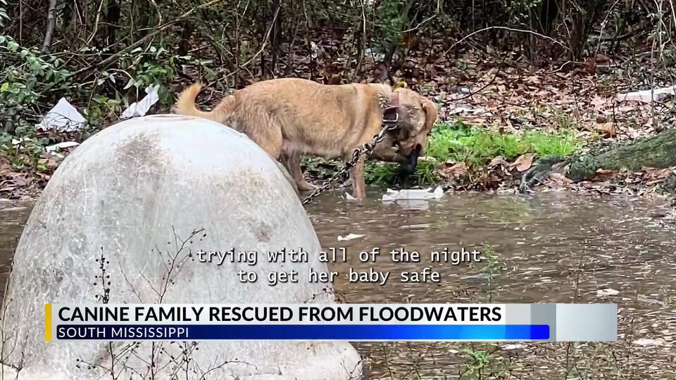 Flood-trapped mother dog and puppies saved by rescuers in southern ...
