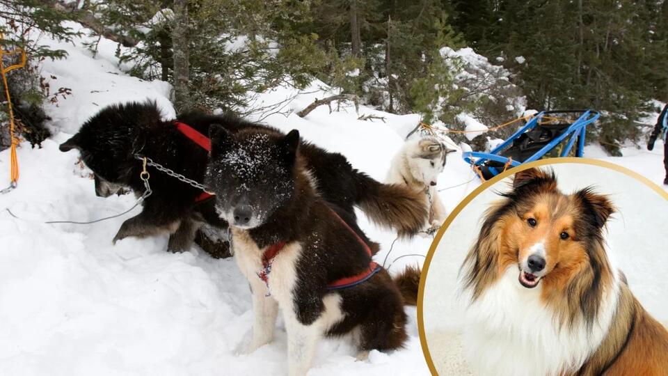 The 7 Most Popular Dog Breeds in Canada - NewsBreak