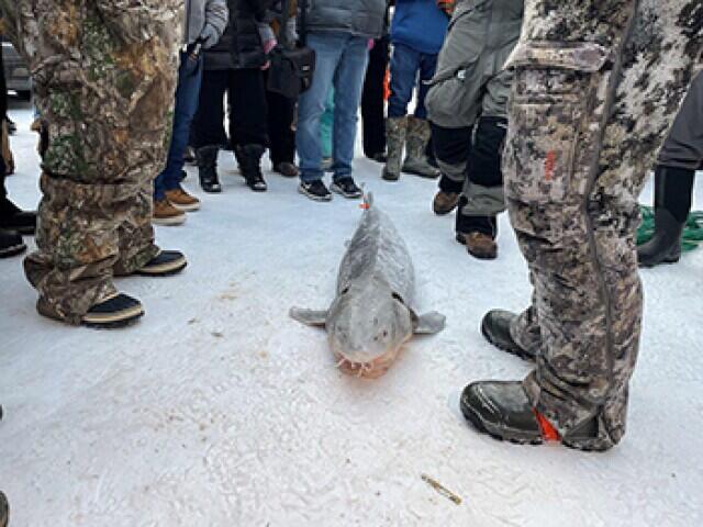 Black Lake sturgeon season ends in 17 minutes; here are the fish that ...