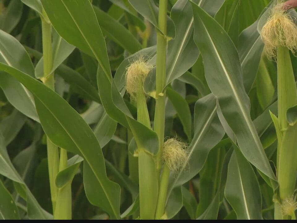 'Corn sweat' not only increases humidity, but can also cause flash ...