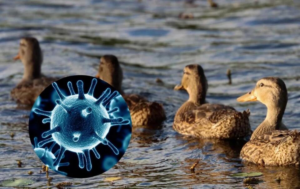 Warning: ‘Highly Pathogenic’ Bird Flu Has Now Spread To In Austin ...