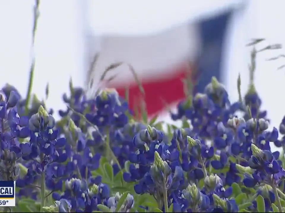 Flowers peaking for Ennis Bluebonnet Festival
