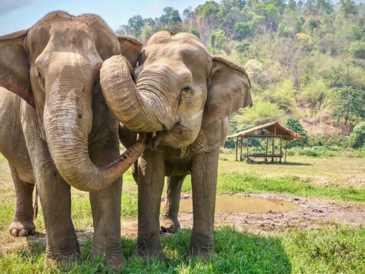 12 of the Oldest Elephants Ever Recorded