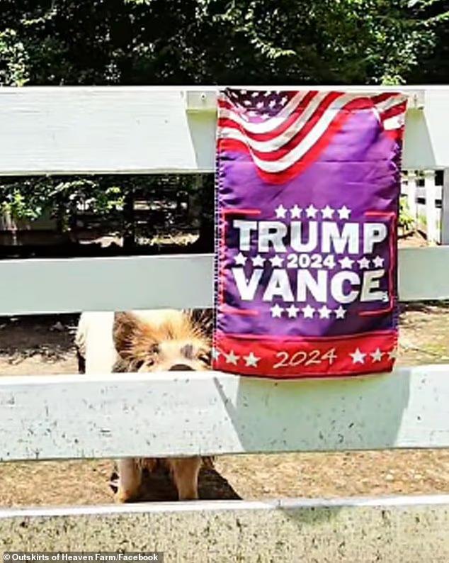 Airbnb host stunned after guest flees stunning farm at sight of Trump ...
