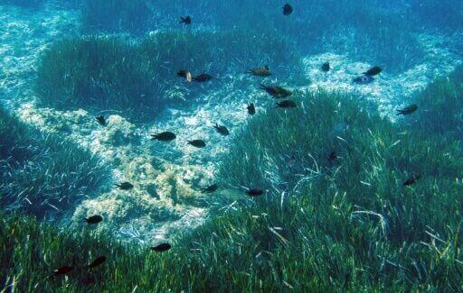 Understanding the seabed is crucial for laying undersea cables ...