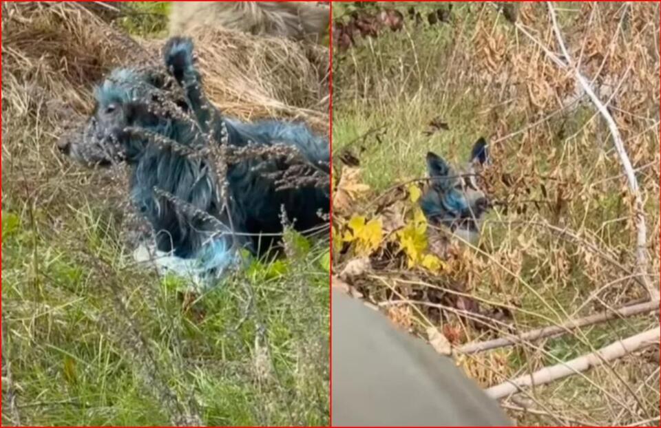 Blue Dogs Spotted At Disaster Site Of Chernobyl - NewsBreak