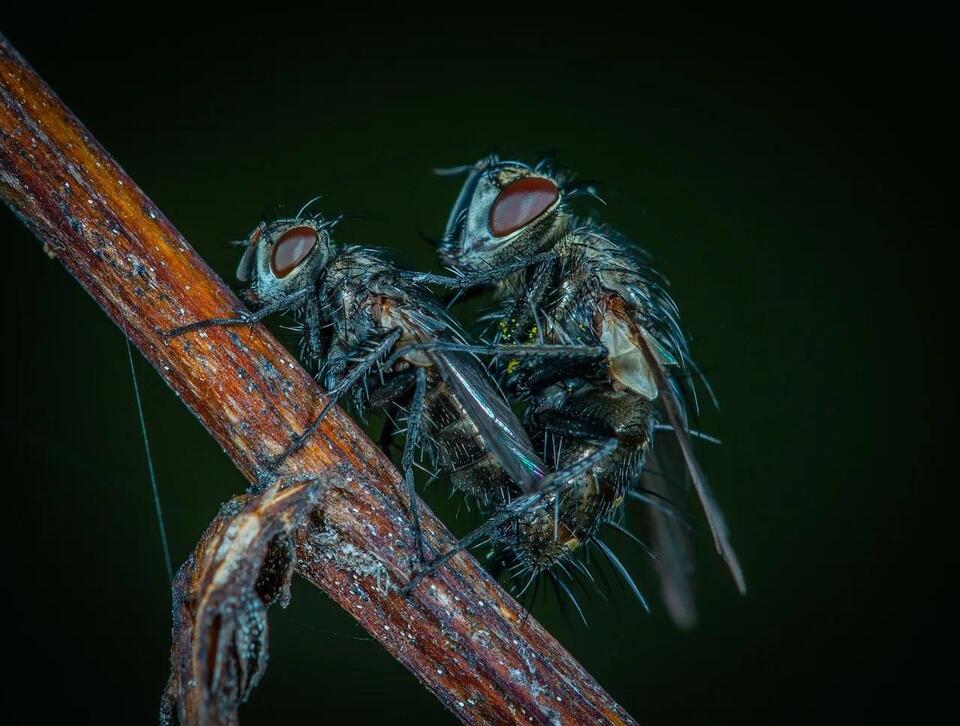 Biting Flies in Alabama: How to Identify and Avoid Each Type - NewsBreak