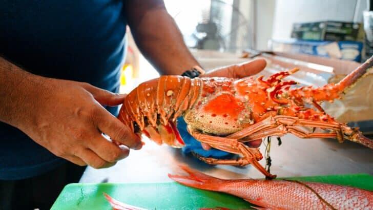 Why Lobsters Turn Red Only After Cooking - NewsBreak