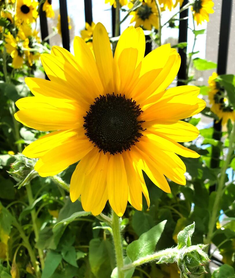 COLUMN: The sunflower is the fun-flower - NewsBreak
