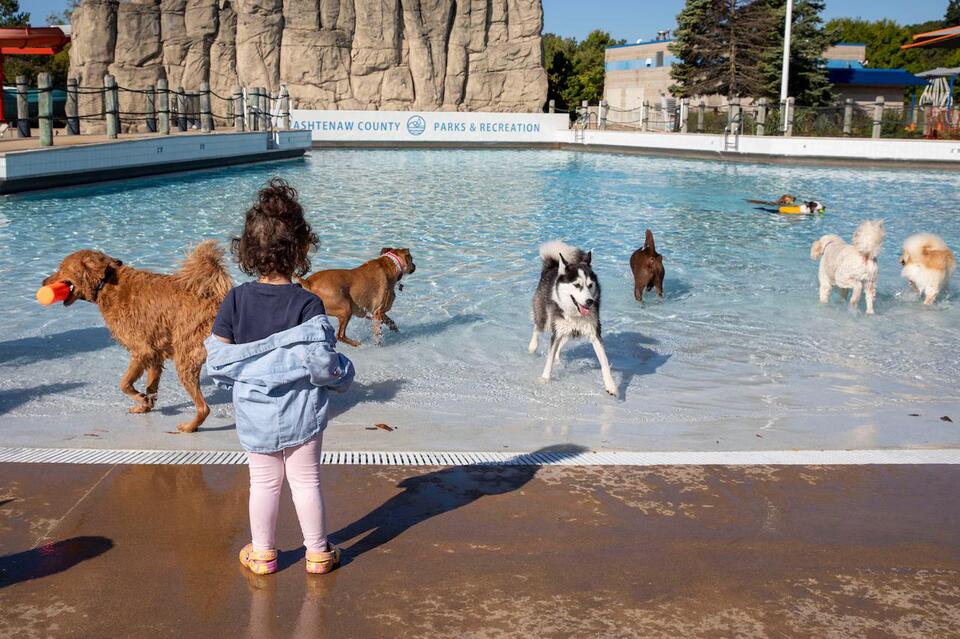 See photos of dogs taking over park pool - NewsBreak