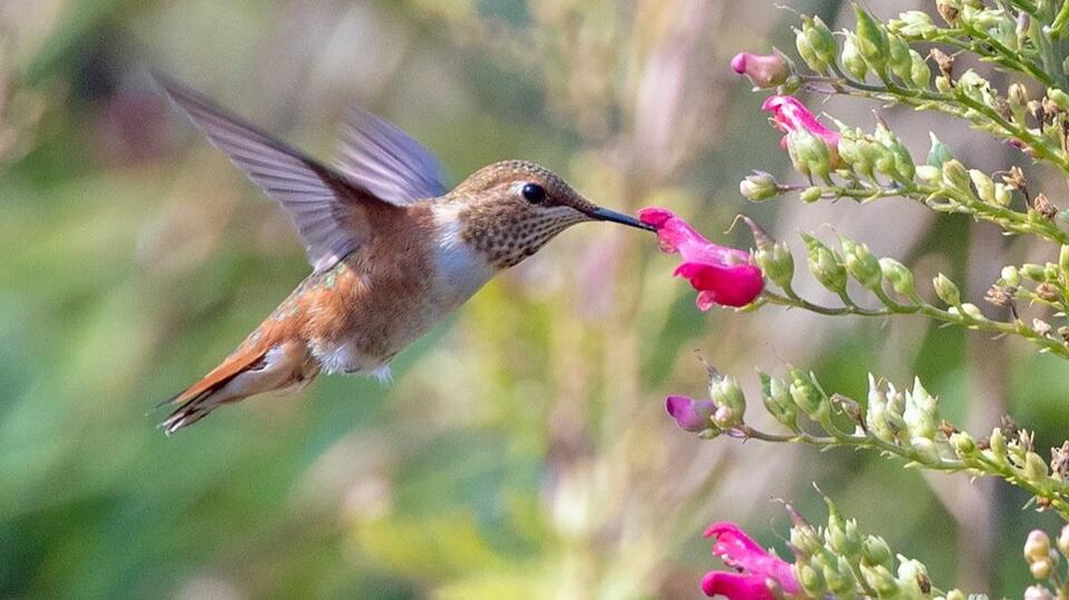 During their migration this spring, thousands of hummingbirds are ...
