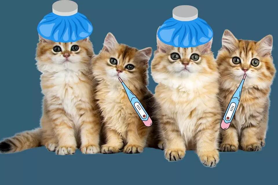6 cats in NJ test positive for bird flu after getting severely sick ...