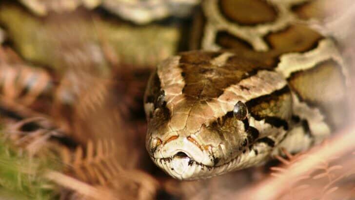 Do Snakes Really Chase Humans? Separating Fact from Fear - NewsBreak