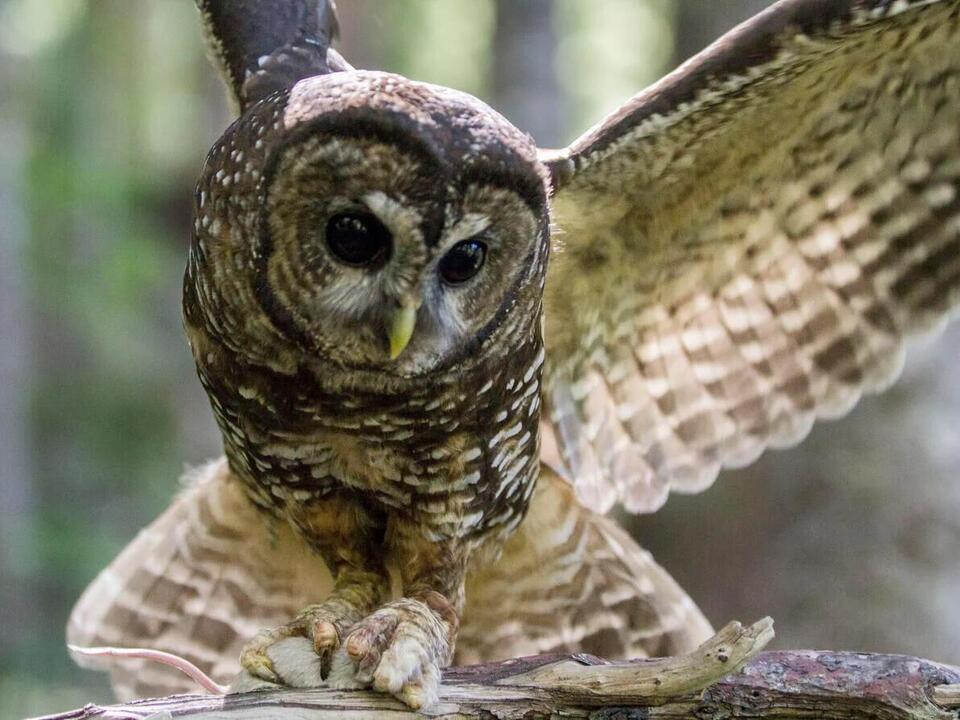 Fed plan to kill owls to save other owls gets pushback from WA lands ...