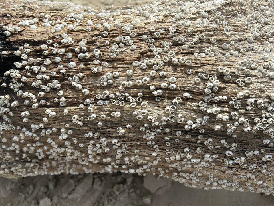 Beachfuls of barnacles: Getting to know the small sea creatures with a ...