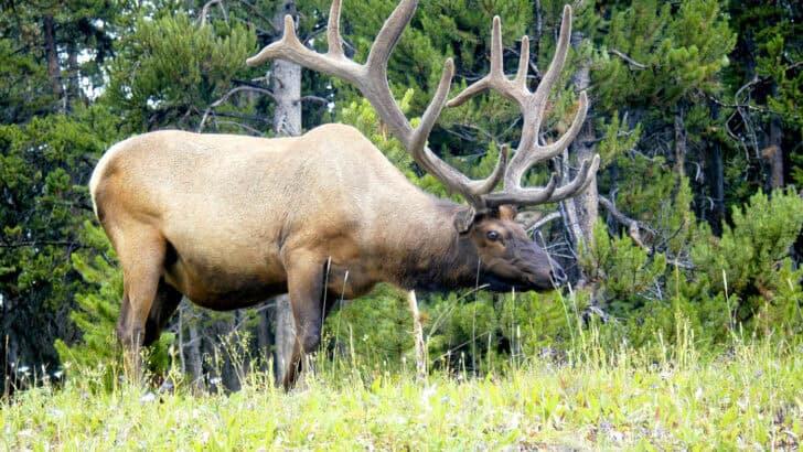 How Elk Shape the Entire Ecosystem of North American Forests - NewsBreak