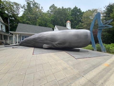 The Whaling Museum to bring life-size sperm whale to Cold Spring Harbor ...