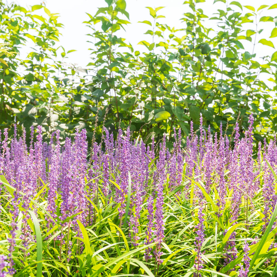 5 Heat-Tolerant Ground Cover Plants That Can Withstand Scorching Summer ...