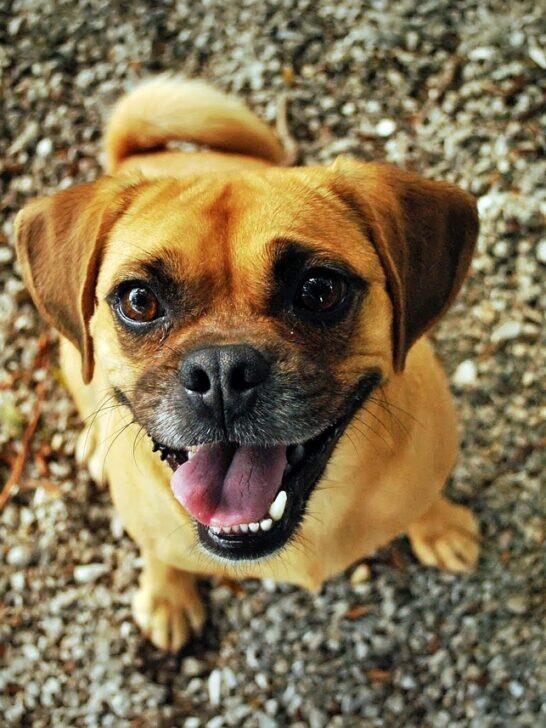 Retro Pug: An Iconic Dog - NewsBreak