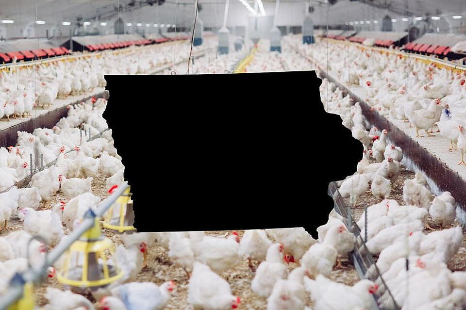 Over A Million Dead Chickens: Iowa Plant Closure Sends Shockwave ...