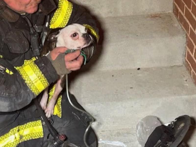Dogs rescued during fire at restaurant in Downtown Memphis