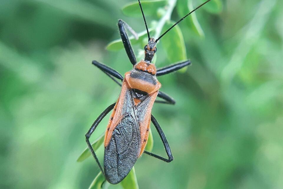 Kissing Bug Invasion: Deadly Chagas Disease Threatens Texas - NewsBreak