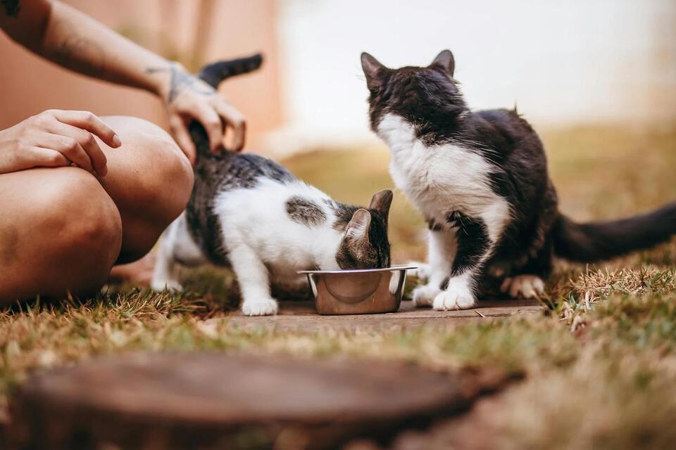 How Cats Have Been Used as Pest Control for Centuries - NewsBreak