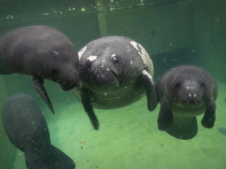 Celebrate Manatee Week at The Columbus Zoo’s Manatee Coast