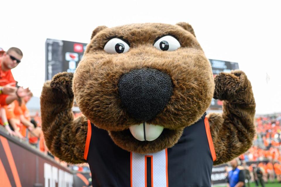 History of the Oregon State Beavers Mascot - NewsBreak