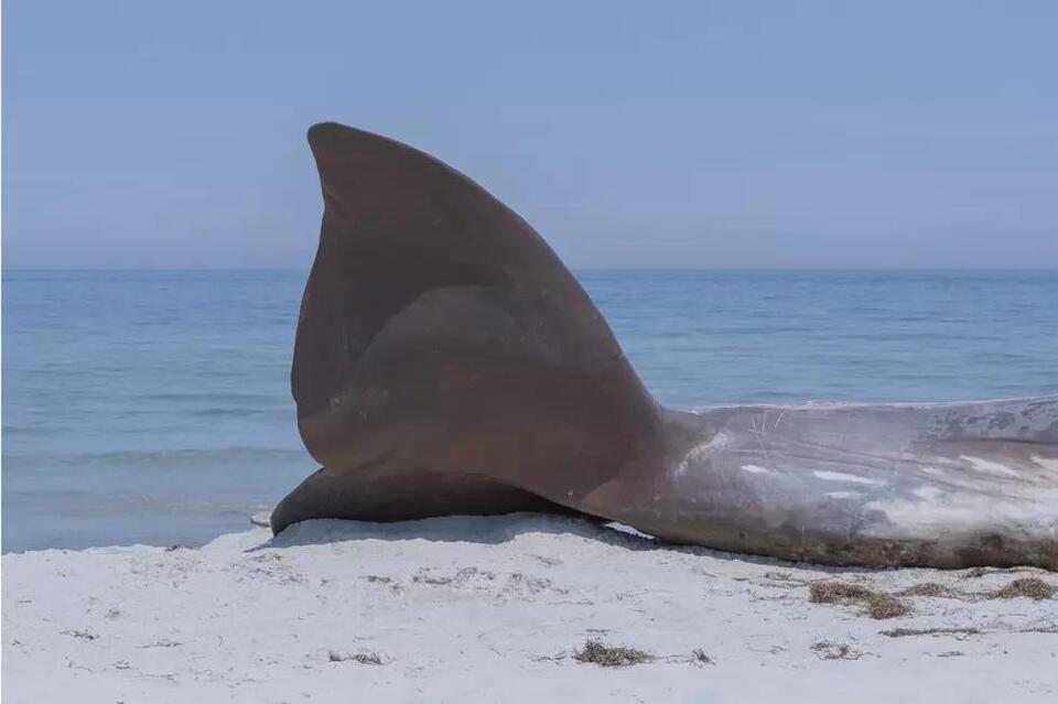 Sad Ending For A Pilot Whale Beached Twice In Sea Bright, NJ - NewsBreak