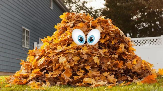 PHOTOS: 'Rare' Animal Discovered Among Pile Of Leaves In California ...