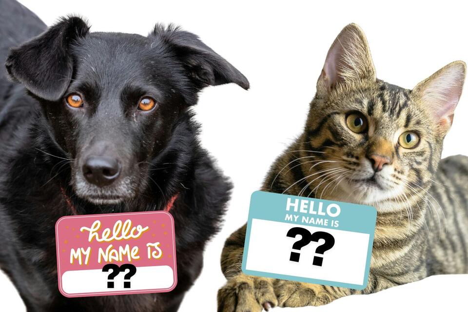 The Quirky Pet Names Only Missourians Could Love - NewsBreak