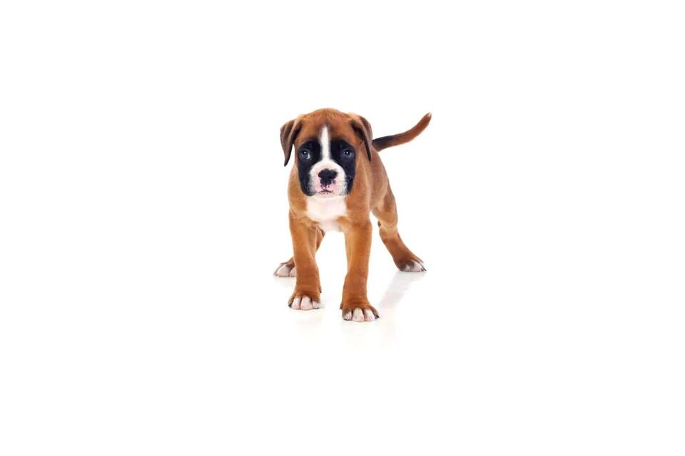 10 Best Dog Breeds for Beginners - NewsBreak