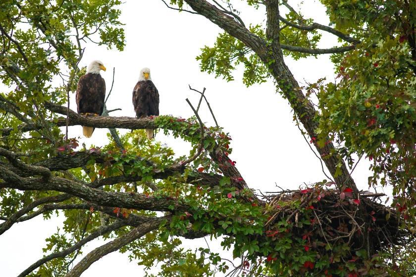 Kansas City could see a bald eagle baby soon, as Blue Springs couple ...