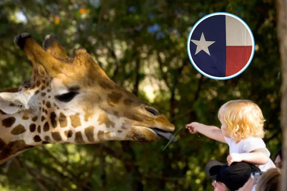 This Texas Hotel Offers a Stay with Giraffes and Exotic Animals - NewsBreak