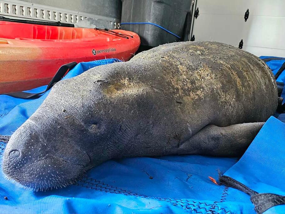 Manatee rescued from Key Largo canal