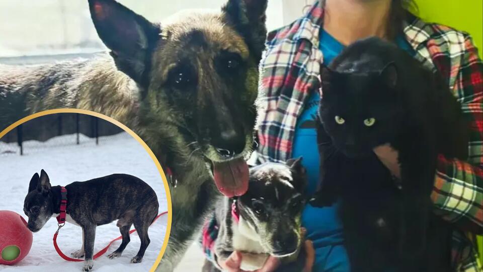 Homeward Bound in Real Life: Two Dogs and a Cat’s Unbreakable Bond is ...