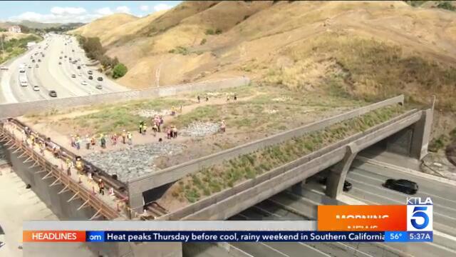 World’s largest wildlife crossing finally has an opening date - NewsBreak