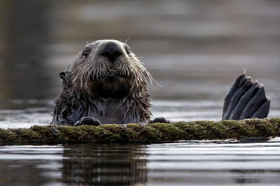 Are Sea Otters Endangered and How Many Are Left In the World? - NewsBreak
