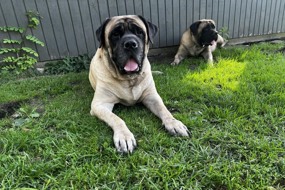 Mastiff 'Saves Bestie' From Puppy Brother Like He's the Hired Security ...