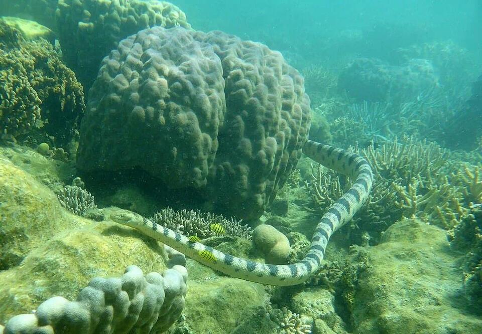 A Study of Palaeophis colossaeus – The Snake Who Made the Oceans ...