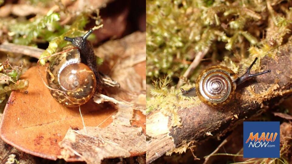 Rare native Hawaiian land snails rediscovered after nearly a century ...