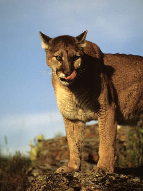 Meet California’s Mountain Lion Population - NewsBreak