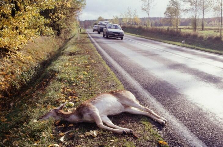 How Likely Are You to Hit a Deer in Colorado? - NewsBreak