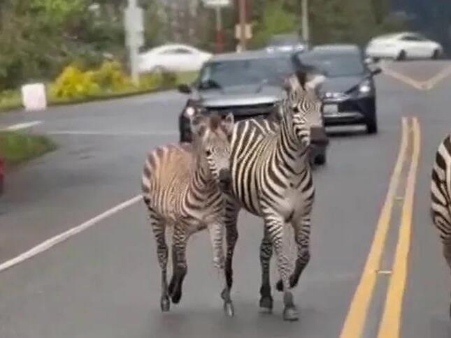 Police and public capture runaway zebras in Washington state, but one ...