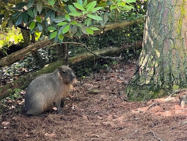 Good Morning Delmarva features Faith the Capybara from the SBY Zoo ...