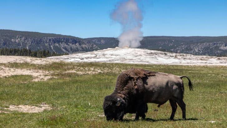The Future of US Wildlife: What Will Our National Parks Look Like in ...