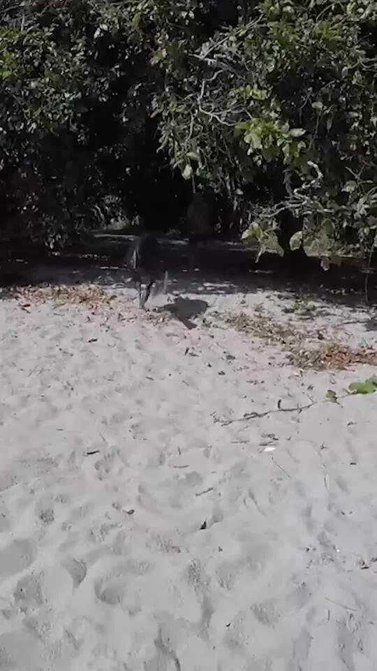 Wild Cassowary Chases Camera - NewsBreak